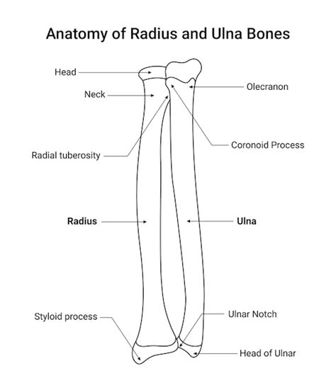 Radius Bone Diagram Radius Bone Artwork Stock Image C0209122