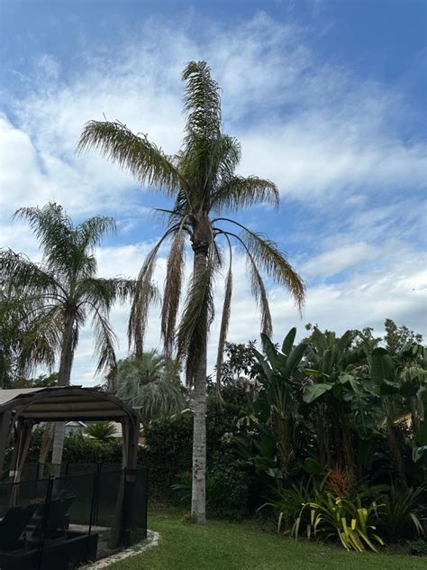 Is Fusarium Wilt Killing My Queen Palm Discussing Palm Trees