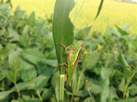 中華稻蝗 Oxya Chinensis Picture Insect