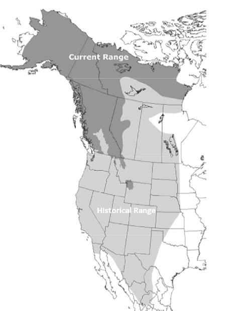 Black Bear Range North America