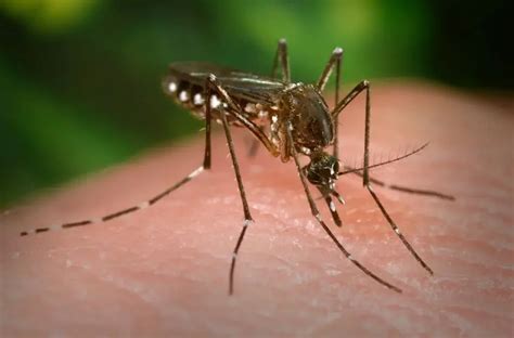 Explosão De Casos De Dengue Faz Três Estados E Df Decretarem Situação