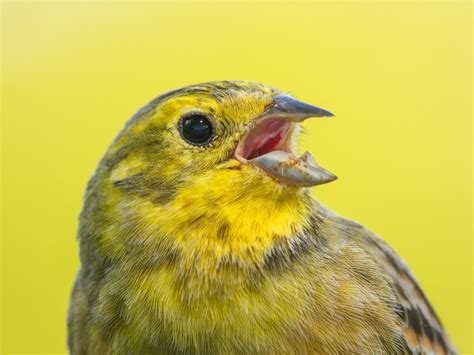 Yellowhammer Birdfact