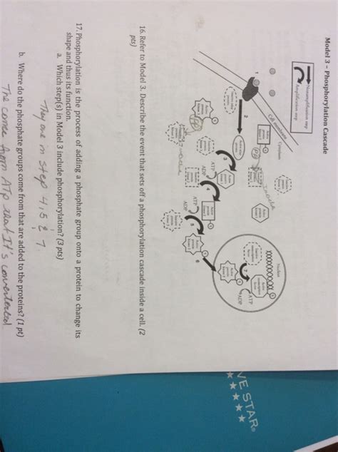 Solved Model 3 Phosphorylation Cascade Nonamplification