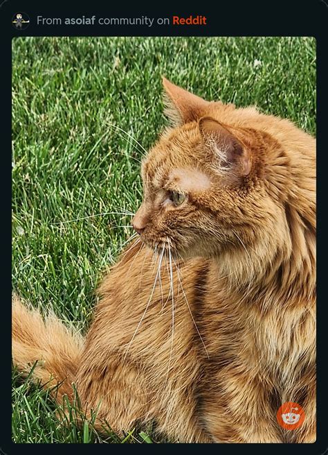 [spoilers Extended] What Is Something Lord Tywin Would Say Kindly About A Housecat Of The Rock