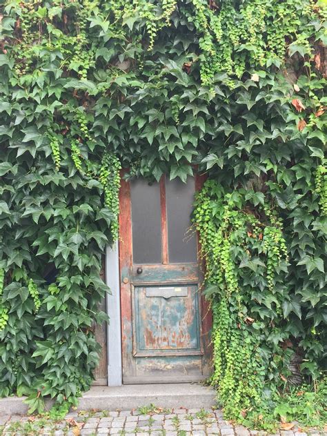 Безплатна снимка : дърво, растение, листо, цвете, арка, продукция ...