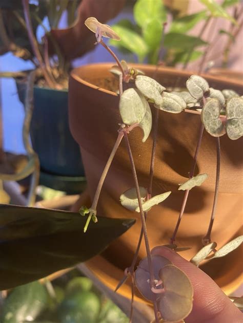 Keiki Paste On Nodes Causes Plant To Send Out New Growth That Is Noticeably Thicker Than Normal