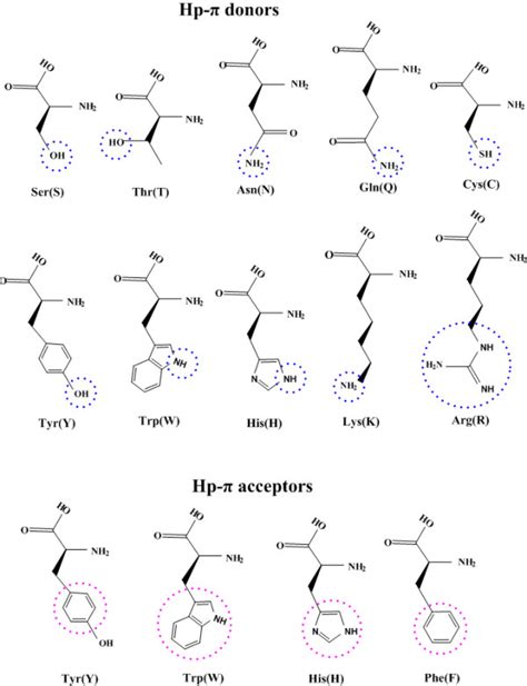 The Hp π Donors And Acceptors Of Natural Amino Acids In The 20 Natural Download Scientific