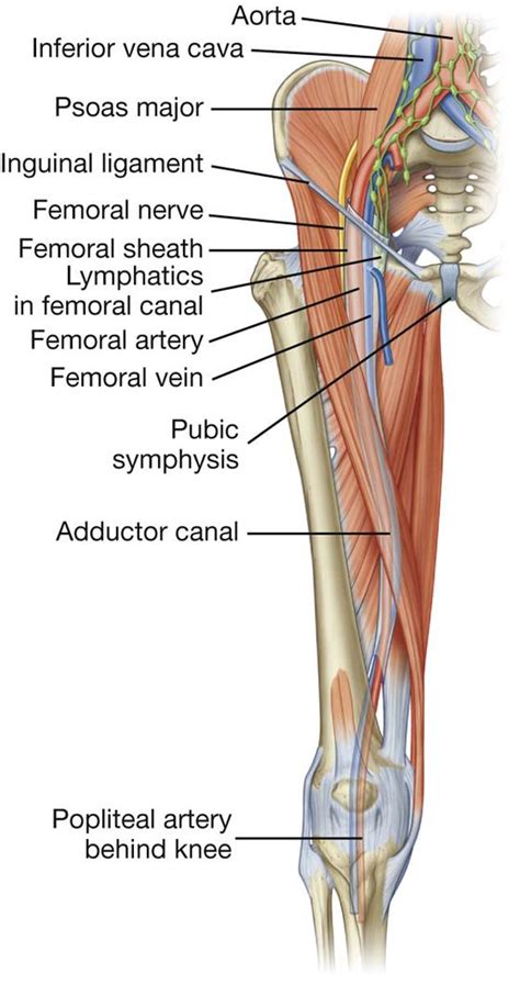 Top 5 Running Injuries Proximal Hamstring And Buttock Pain Artofit