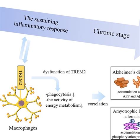 The Potential Roles Of Trem2 In Neurodegenerative Diseases Post Tbi Download Scientific