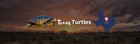All The Types Of Texas Turtles ID Guide And Photos