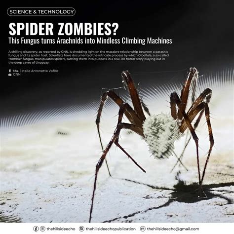 The Hillside Echo Scitech Spider Zombies This Fungus Turns