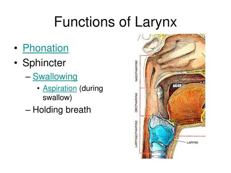 Ppt Anatomy Of Phonation Chapter 4 Powerpoint Presentation Free