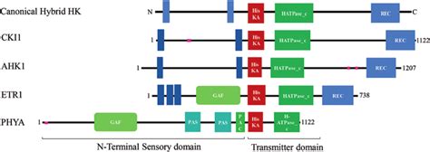 2 Domain Organization Of Representative Arabidopsis Sensory Hks Cki1 Download Scientific