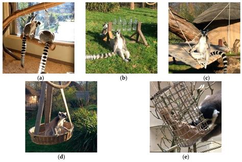 Jzbg Free Full Text Effects Of Enclosure And Environmental