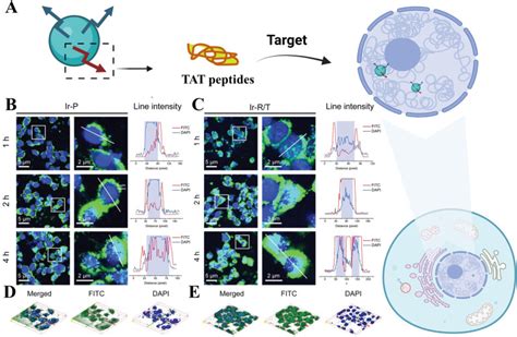 Targeting The Organelle For Radiosensitization In Cancer Radiotherapy Pmc