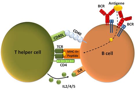 T Cell Dependent B Cell Activation Showing Th2 Cell Left B Cell Right And Several