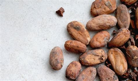 What Are Cocoa Beans Whitakers Chocolates Our Blogwhitakers
