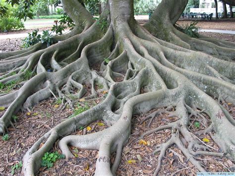 The WB B Tree Database For SCM Java C C And C