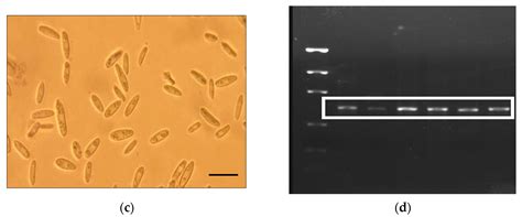 Coconut Mesocarp Extracts To Control Fusarium Musae The Causal Agent
