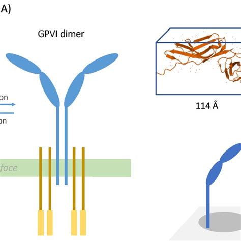 Merging Of Confined Domains Has No Effect On Receptor Dimerisation Download Scientific Diagram