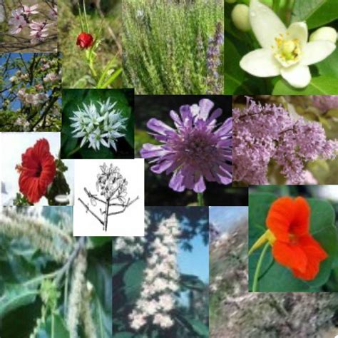 Once Can Do Ocd Flower And Seed Essence Combination