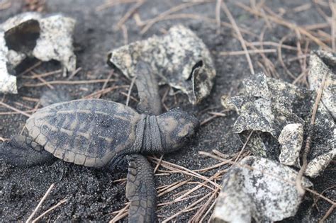 How Long Does It Take For Turtle Eggs To Hatch