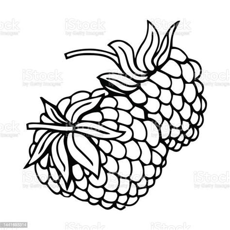 벡터 그림입니다 손으로 그린 낙서 두 개의 블랙베리 또는 라즈베리 과일 줄기 건강한 식단과 채식 음식 만화 스케치 포장 메뉴 장식 흰색 배경에 격리 개체 그룹에 대한 스톡