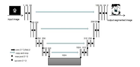 A Deep Learning Based Automatic Segmentation Approach For Anatomical Structures In Intensity