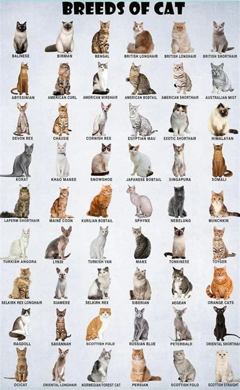Unusual Domestic Cats