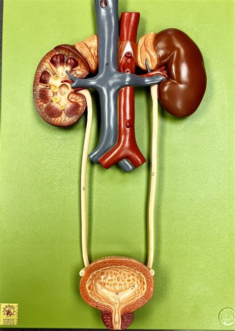 interior of bladder specific diagram quizlet