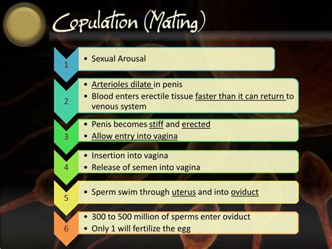 Ppt Chapter 6 Sexual Reproduction In Man Powerpoint Presentation