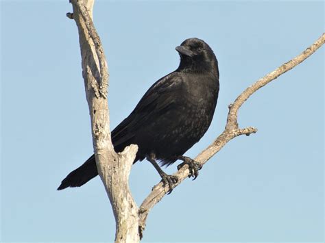 Do Crows Remember Faces And Hold Grudges Remember Birdfact