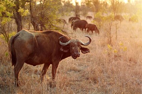 28000 Buffalo Protection Pictures