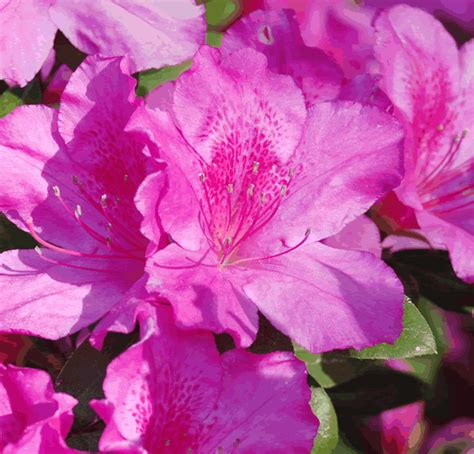 March 2016 Plant Of The Month Encore Azaleas The Garden Sleuth