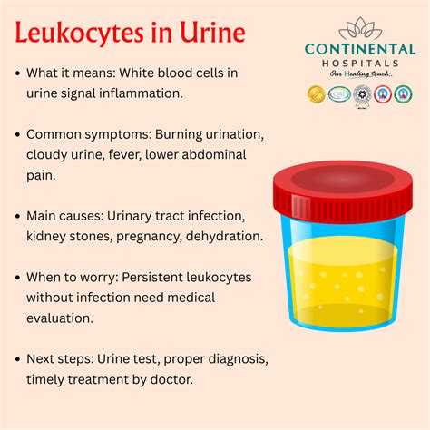 Leukocytes In Urine Symptoms Causes And What It Means