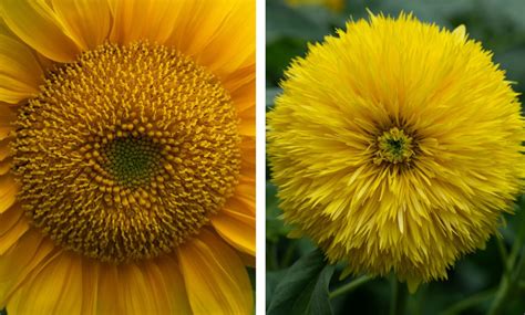 Common Sunflower Helianthus Annuus Cultivars