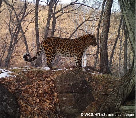 Monitoring Amur Leopards In Llnp Wildcats Conservation Alliance