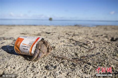 海洋垃圾泛滥 太平洋偏远岛屿寄居蟹以罐为“家”