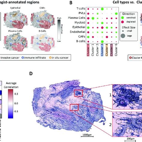 Spatial Mapping Of Cell Types From Scrna Seq Data A Enrichment Green