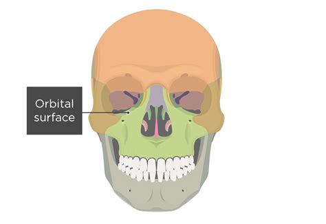 Inferior Orbital Fissure Maxilla Optometry Improves Your Knowledge