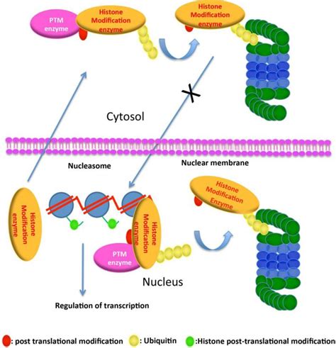 Post Translational Histone Modification Examples Of Crosstalk Between
