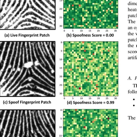 Illustrating The Embeddings Of Minutiae Based Local Patches 9696 Download Scientific
