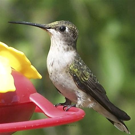 Female Ruby Throated Hummingbird C 2012 Photography By Jackie Popp Hummingbird Pictures