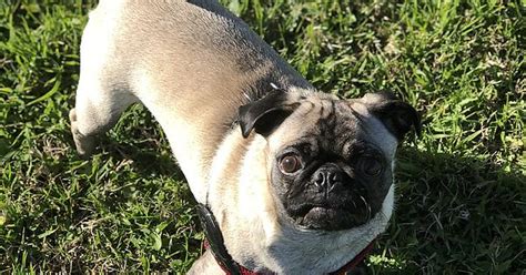 Muppet Face Album On Imgur