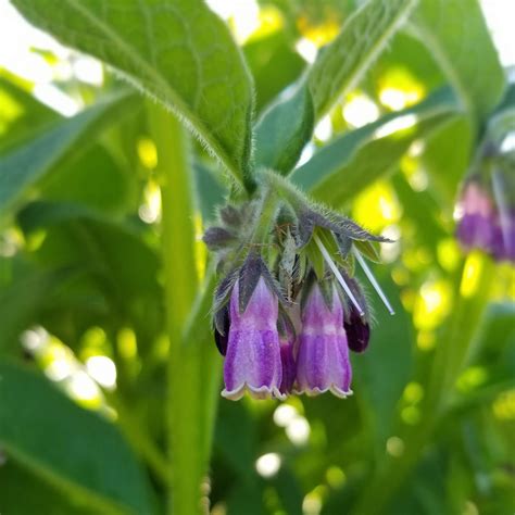 Comfrey Sterile Bocking 14 Simas Roots And Fruits