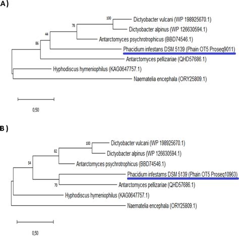 Phylogenetic Tree Based On Maximum Likelihood Method Using Amino Acid