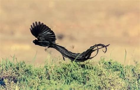 这些漂亮的 凤凰”难得一见！长见识了