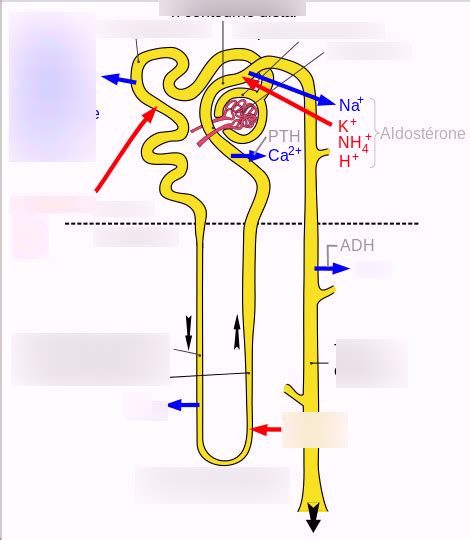 Nephron Diagram GCSE Diagram Quizlet