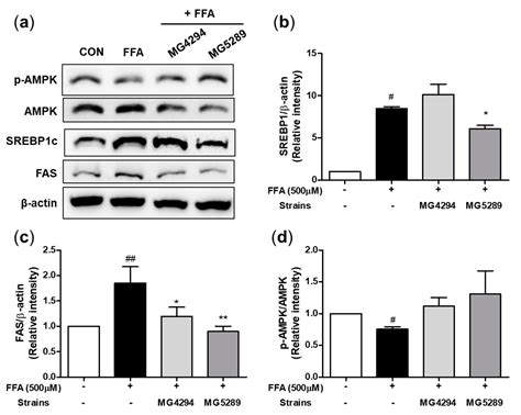 Nutrients Free Full Text Limosilactobacillus Fermentum Mg4294 And Lactiplantibacillus