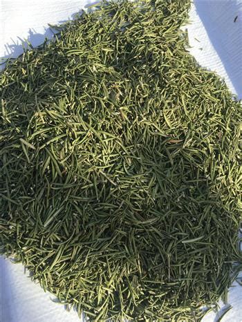 迷迭香干叶 迷迭香茶叶 迷迭香叶子 禹州市金豫迷迭香种植有限公司